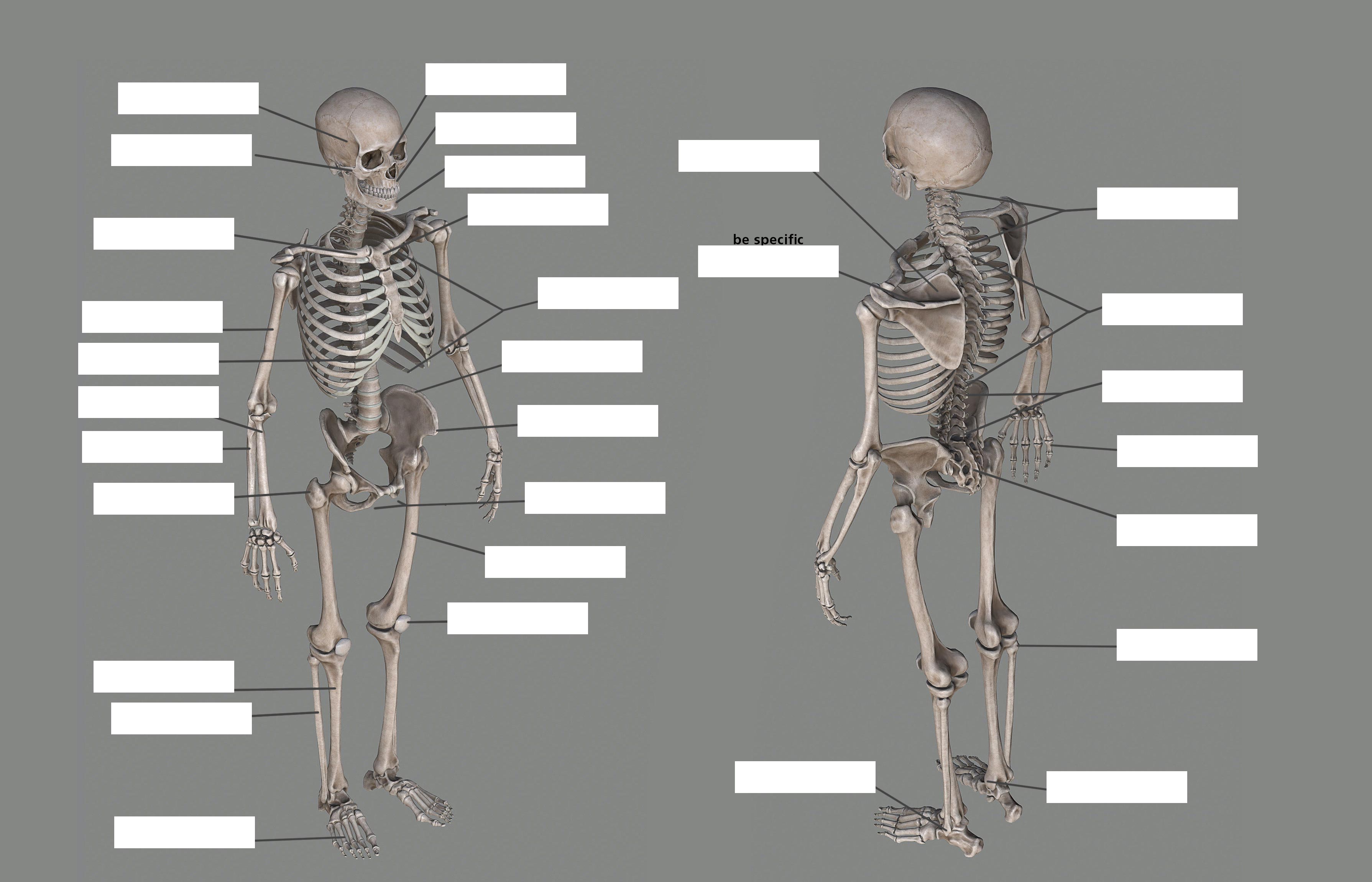 Rendering the Figure : Projects / Assignments